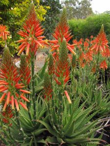 Gemini PBR - Aloe Aloe