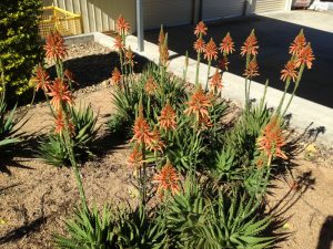 Gemini PBR - Aloe Aloe