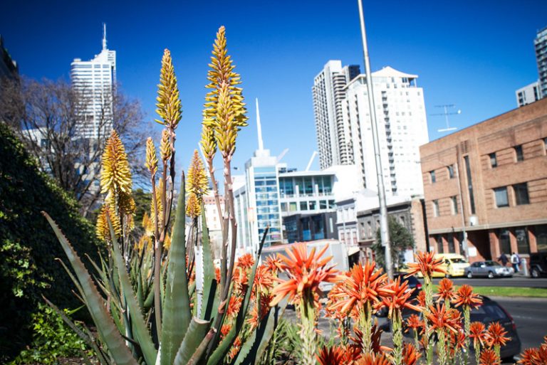 Gemini PBR - Aloe Aloe