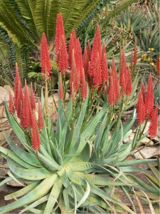 Super Red™ - Aloe Aloe