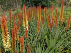 Tusker™ - Aloe Aloe