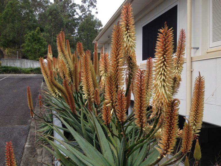 Tusker™ - Aloe Aloe