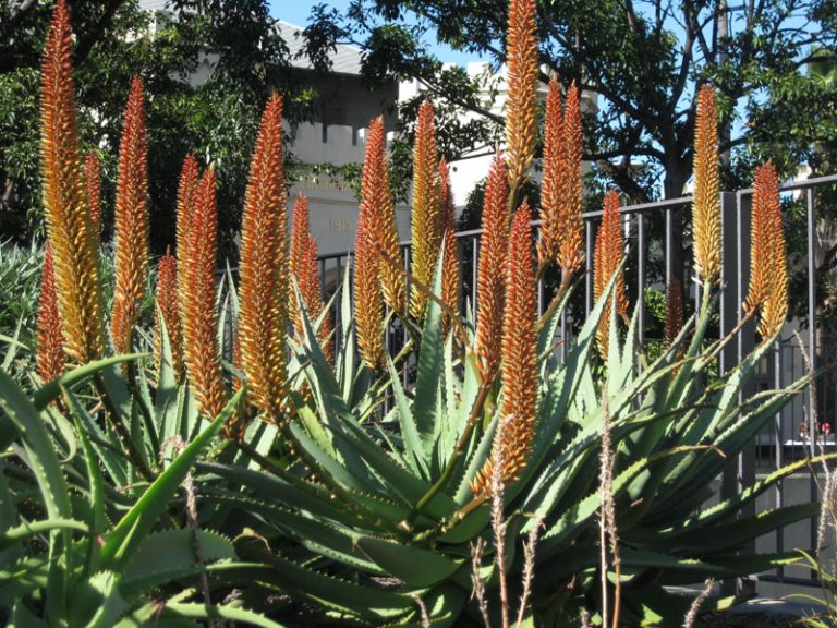 Tusker™ - Aloe Aloe